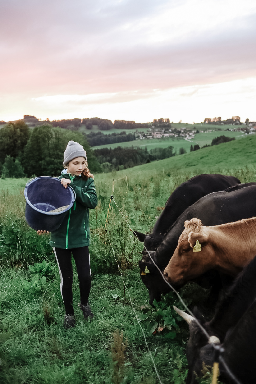 Beim AUER - Dexter Rind