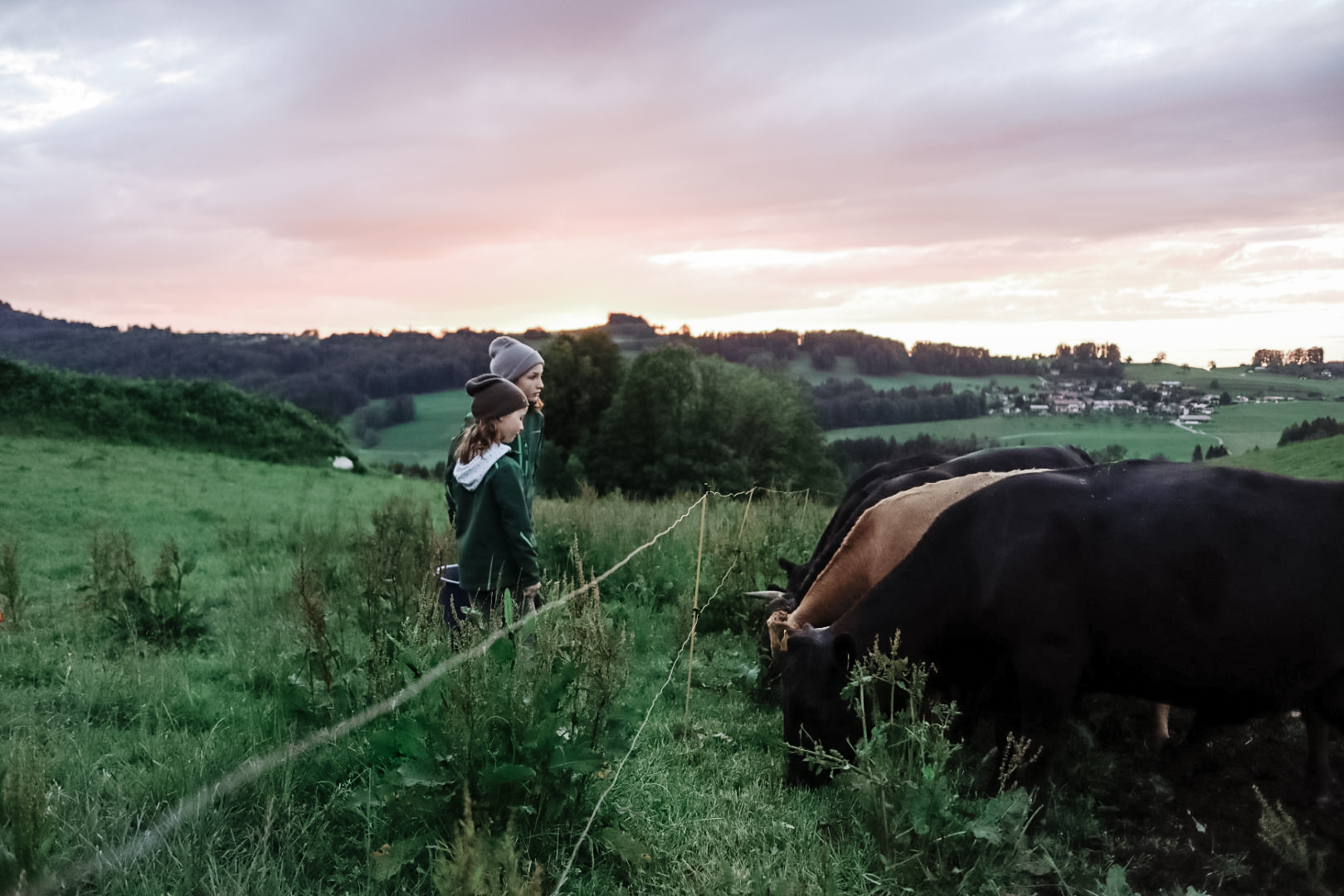 Beim AUER - Dexter Rind