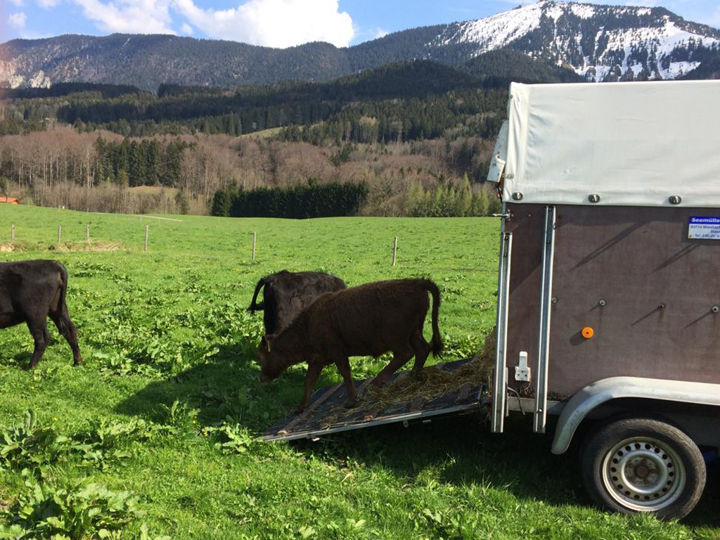 Beim AUER - Dexter Rind